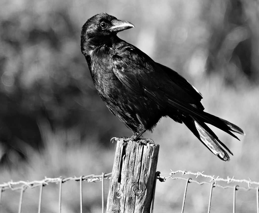 Top 7 des Animaux les Plus Intelligents | Ecobiomania